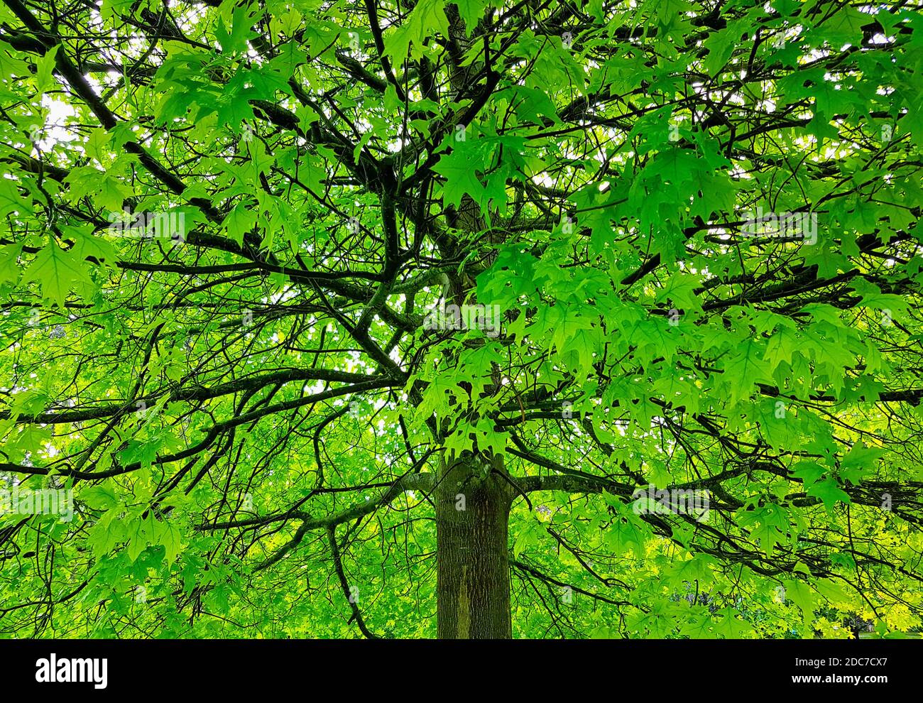 Tree seen from below, view of leaves and trunk Stock Photo - Alamy