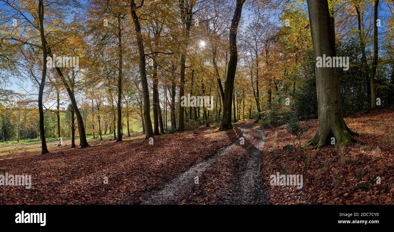 Panoramic photograph of back lit forest with elm and ash trees in The ...
