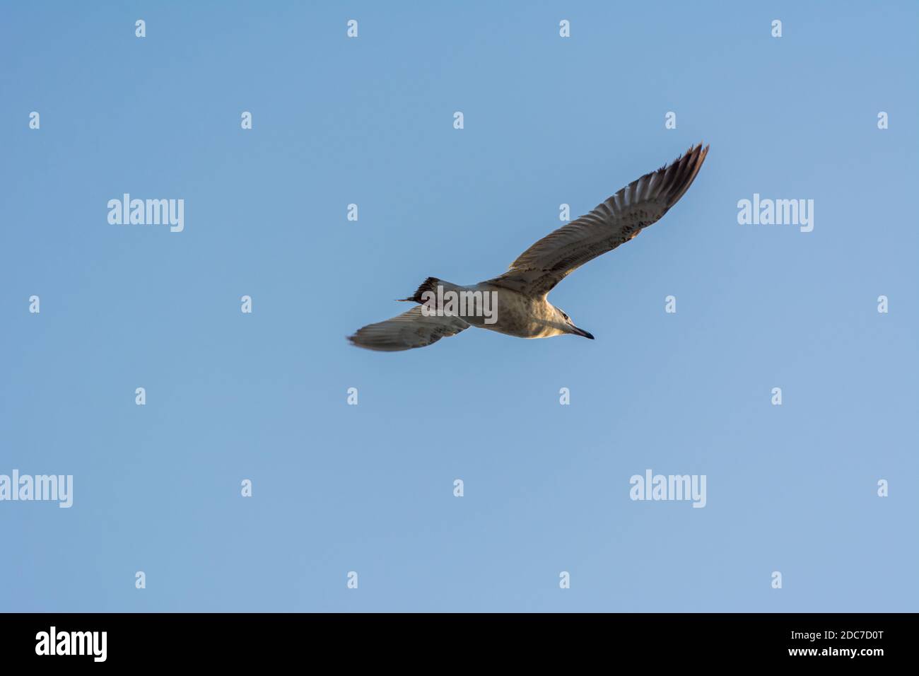 Seagull is flying in sky over the sea waters in corniche park, Dammam ...