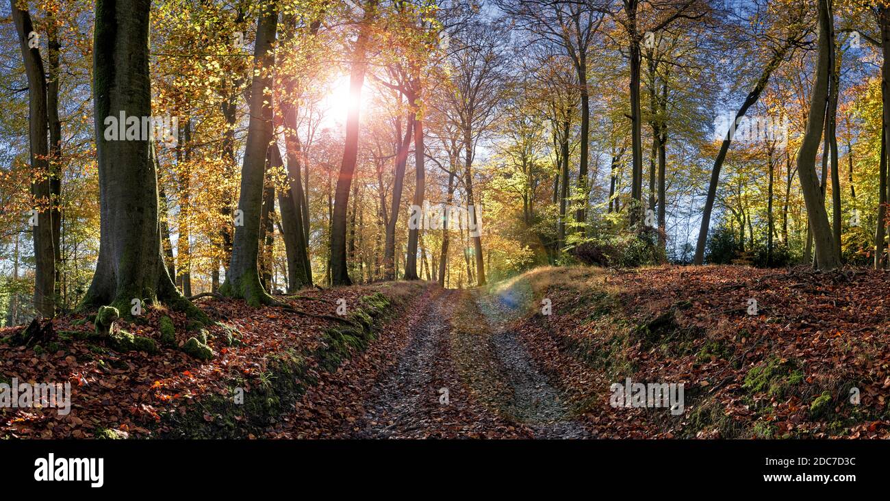 Panoramic photograph of back lit forest with elm and ash trees Stock ...