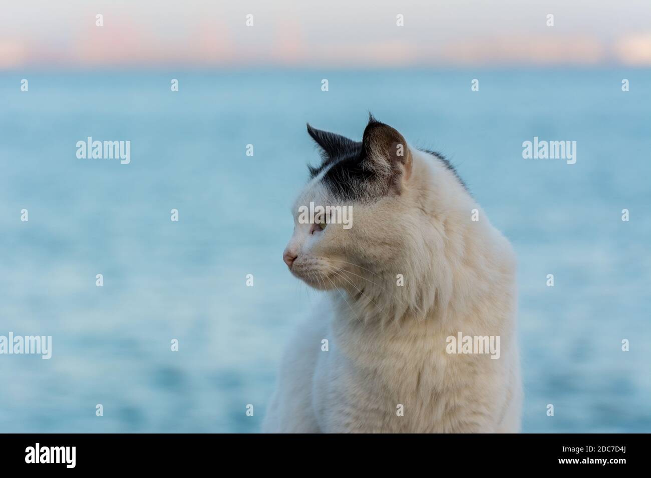 Portrait of homeless white cat sitting by the sea at the corniche park ...