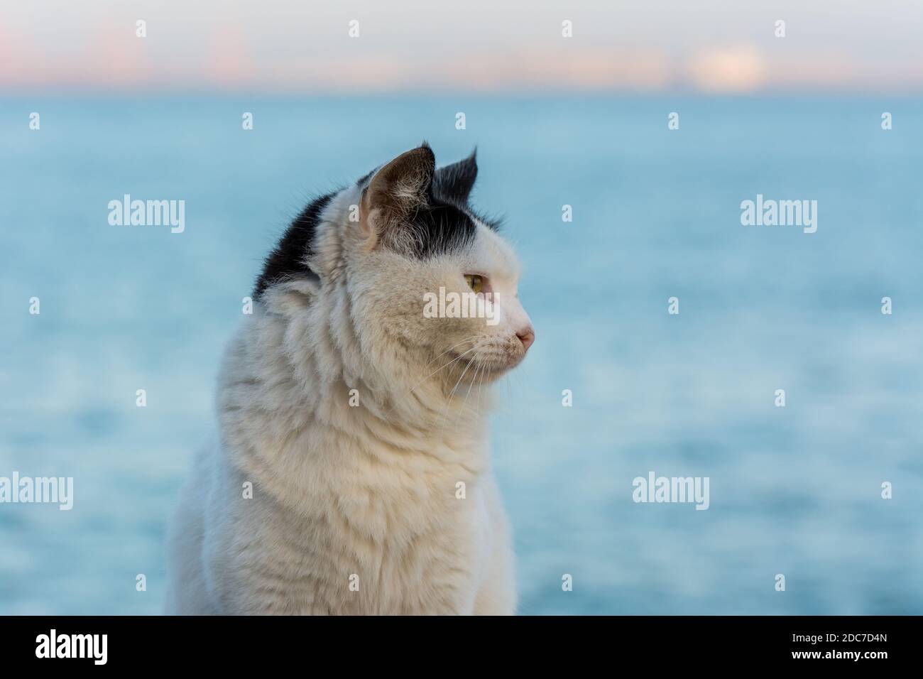Portrait of homeless white cat sitting by the sea at the corniche park ...