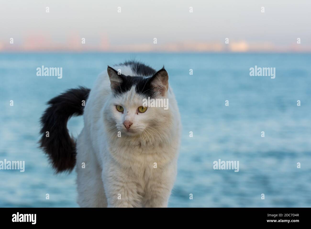 Portrait of homeless white cat sitting by the sea at the corniche park ...