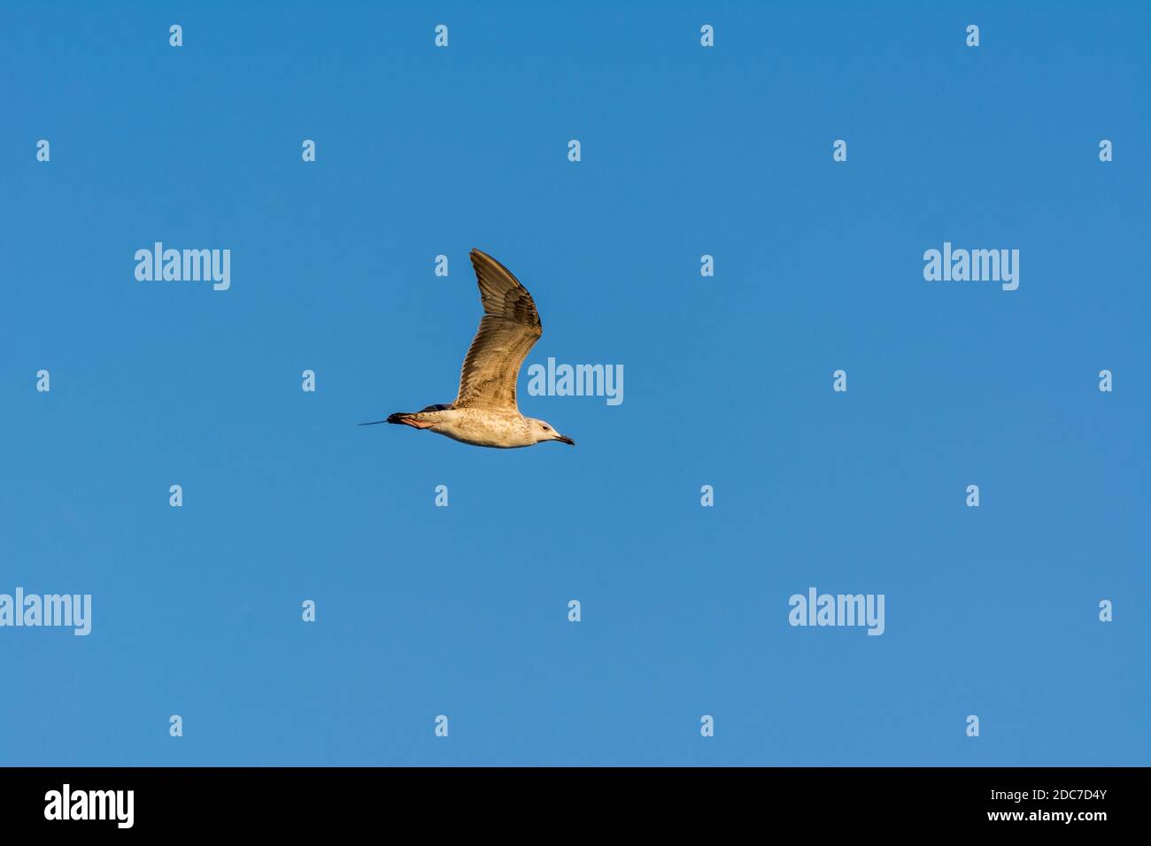 Seagull is flying in sky over the sea waters in corniche park, Dammam ...