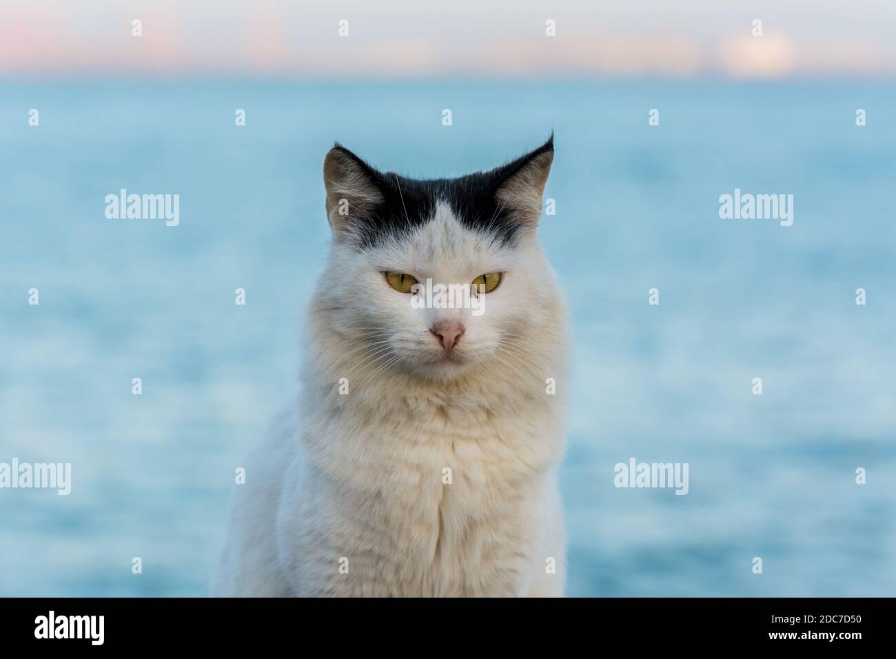Portrait of homeless white cat sitting by the sea at the corniche park ...