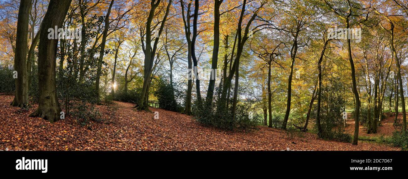 Panoramic photograph of back lit forest with elm and ash trees Stock ...