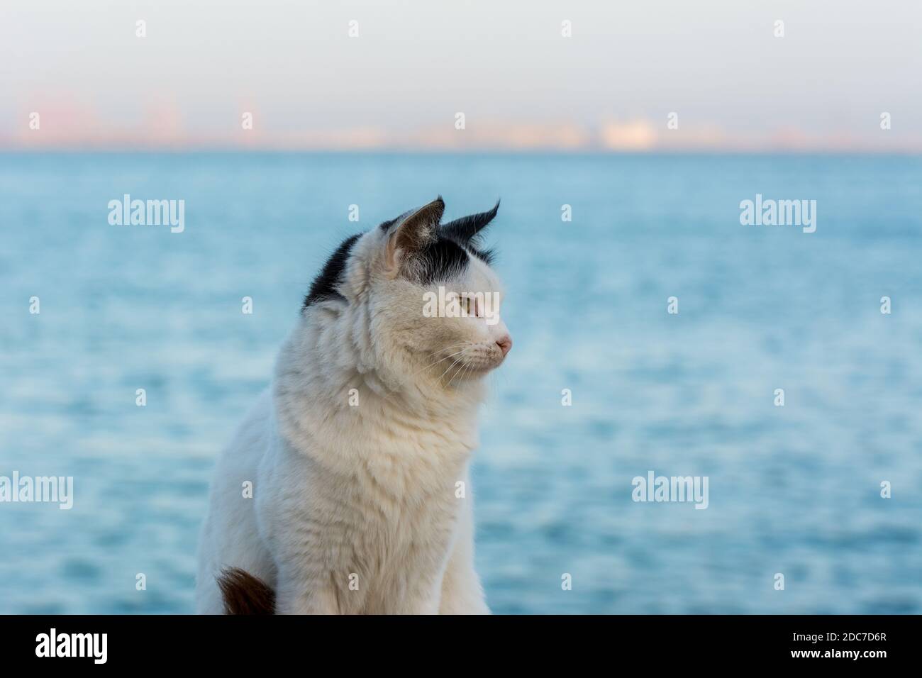 Portrait of homeless white cat sitting by the sea at the corniche park ...