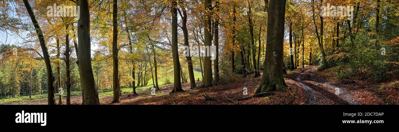 Panoramic photograph of path through back lit forest with elm and ash ...
