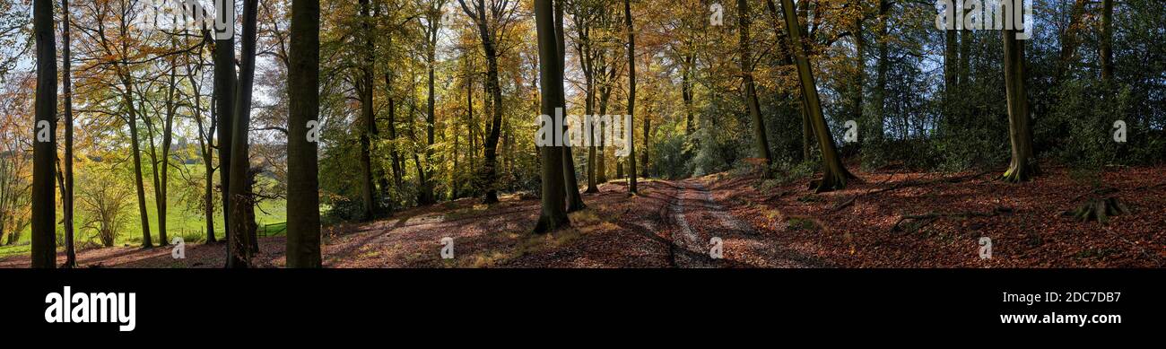 Panoramic photograph of back lit forest with elm and ash trees Stock ...