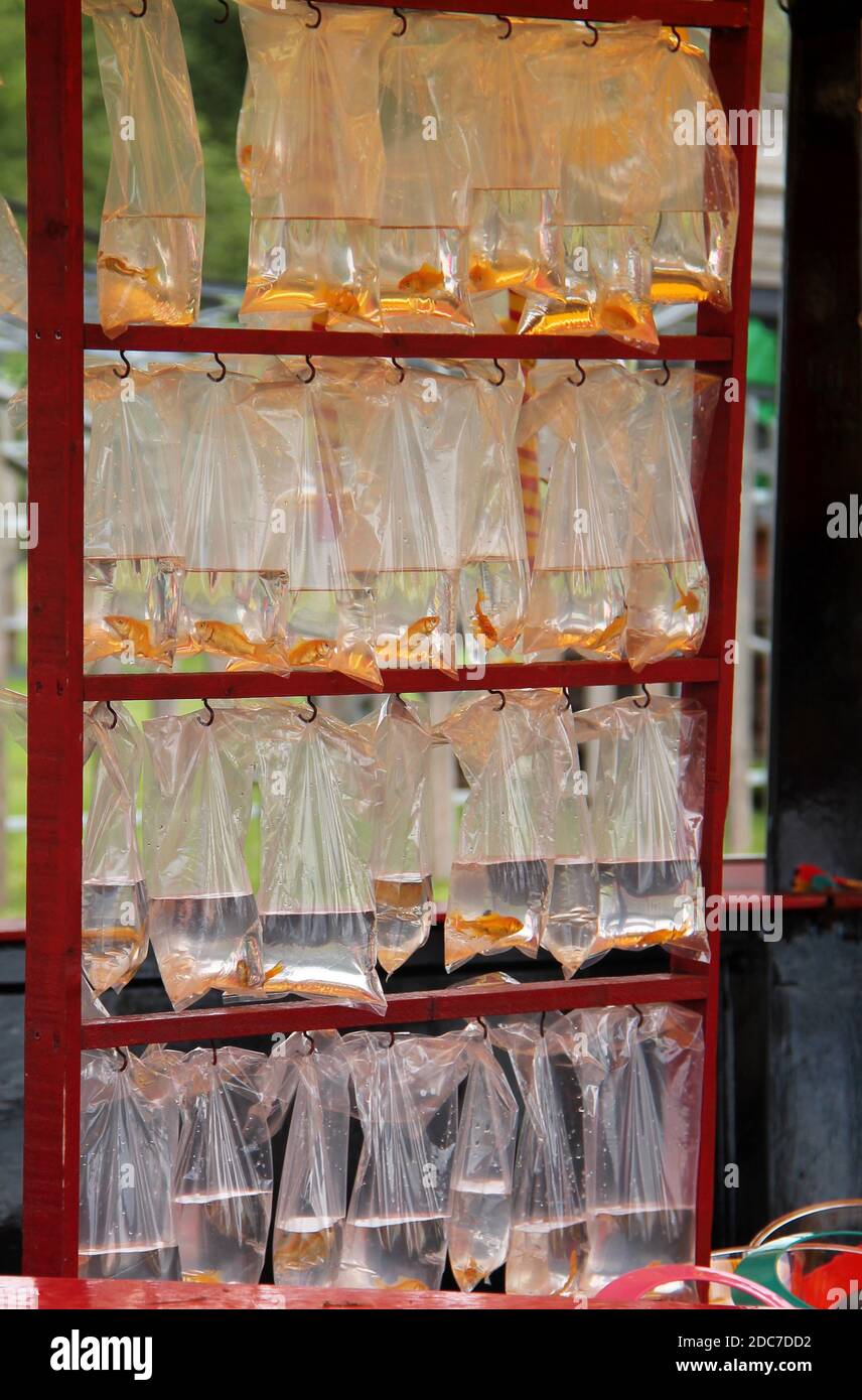 A Display of Live Goldfish in Bags as Fun Fair Prizes Stock Photo - Alamy