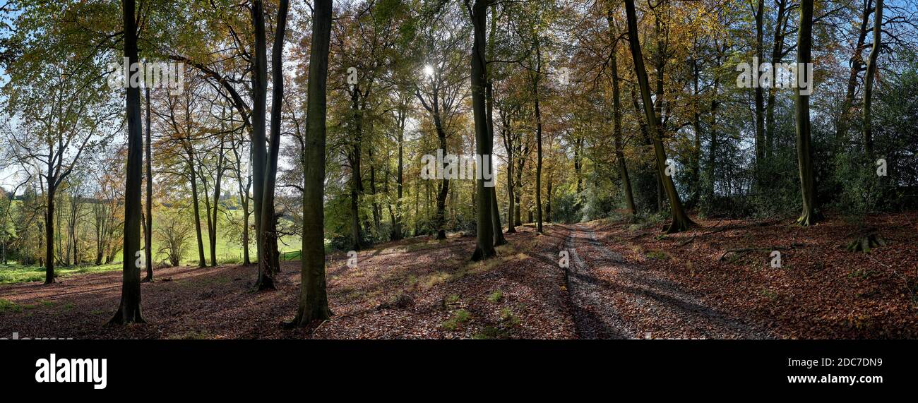 Panoramic photograph of back lit forest with elm and ash trees Stock ...