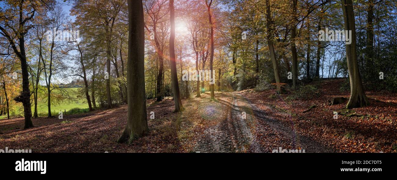 Panoramic photograph of path in back lit forest with elm and ash trees ...