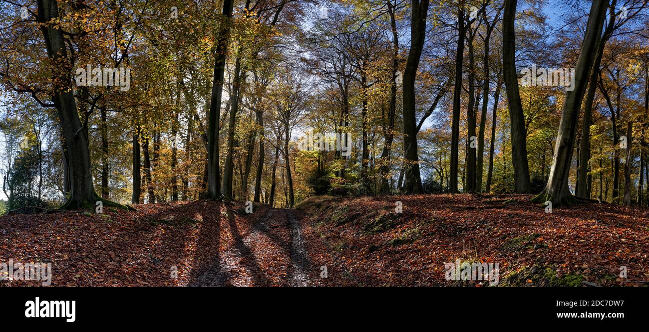 Panoramic photograph of back lit forest with elm and ash trees Stock ...