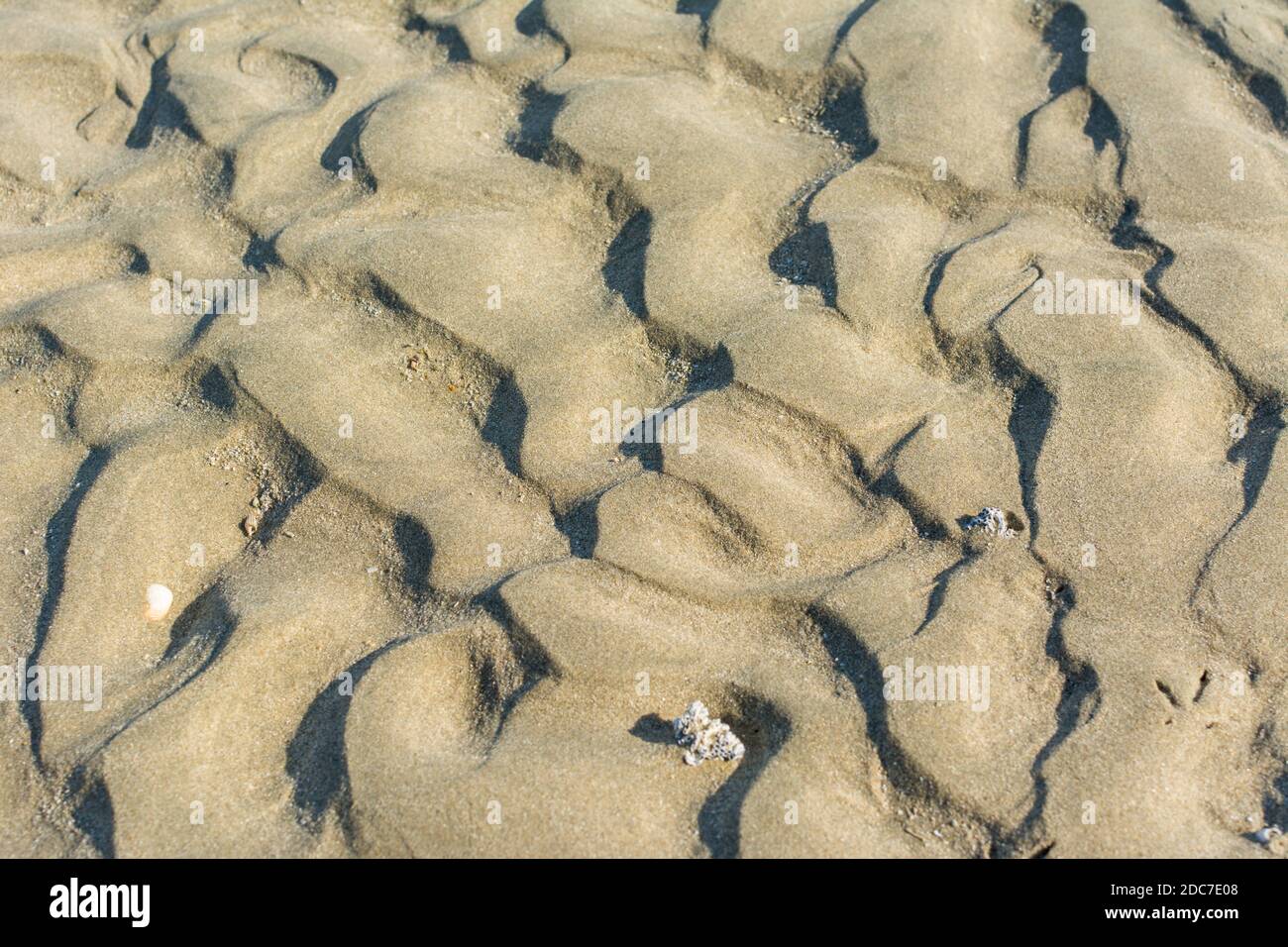 Saudi arabia sea shell hi-res stock photography and images - Alamy