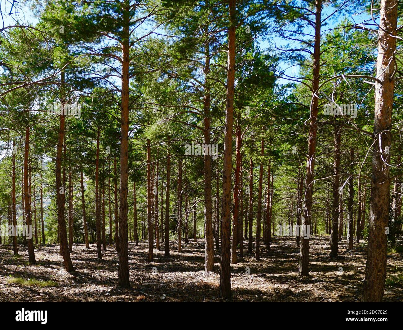 Pine forest in the Sierra Nevada National Park, Granada, Spain Stock ...