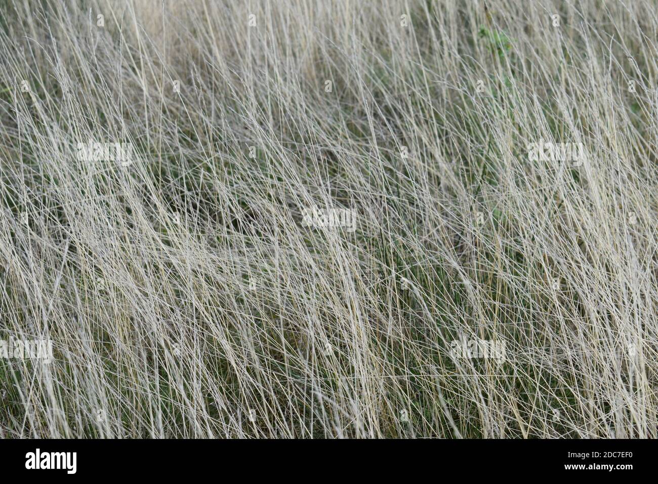 Bergheide Arft in the Eifel during autumn Stock Photo - Alamy