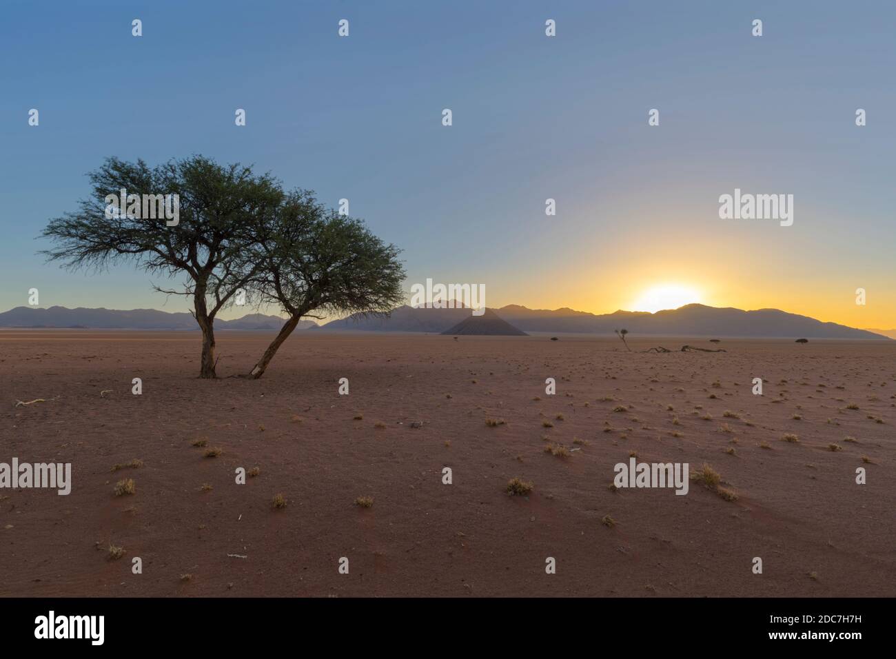 Acacia tree in dry desert at sunset Stock Photo - Alamy