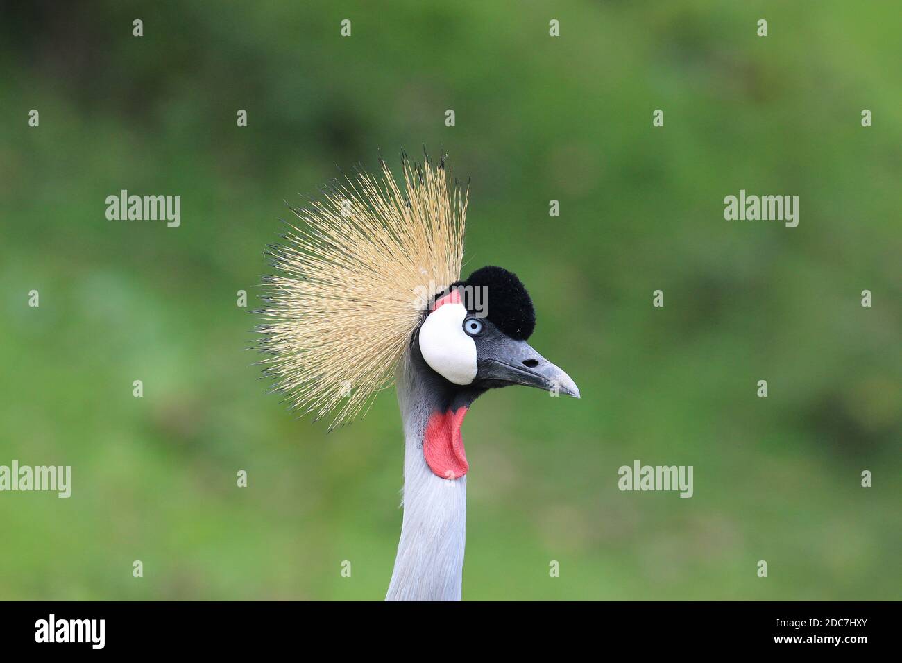 Head of crowned crane Stock Photo - Alamy