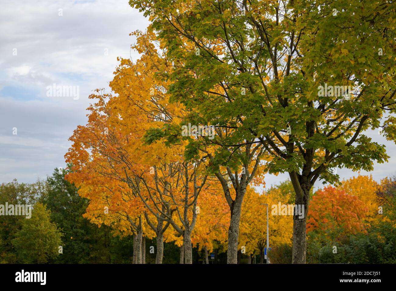 Row of colorful orange deciduous autumn trees in a park in a receding ...