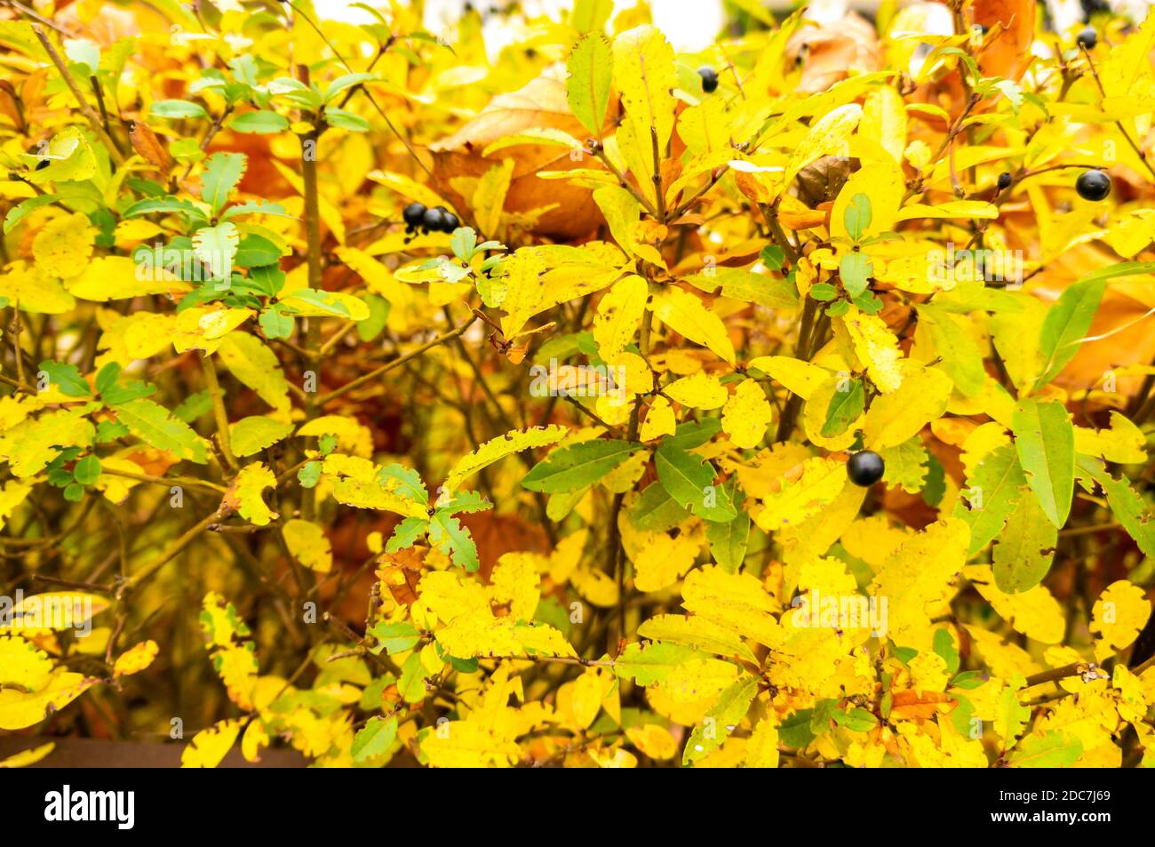 A closeup of a wild privet bush in a field under the sunlight in autumn ...
