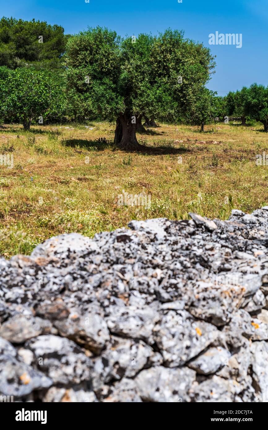 Olive trees and trulli of the Itria valley. Puglia Stock Photo - Alamy