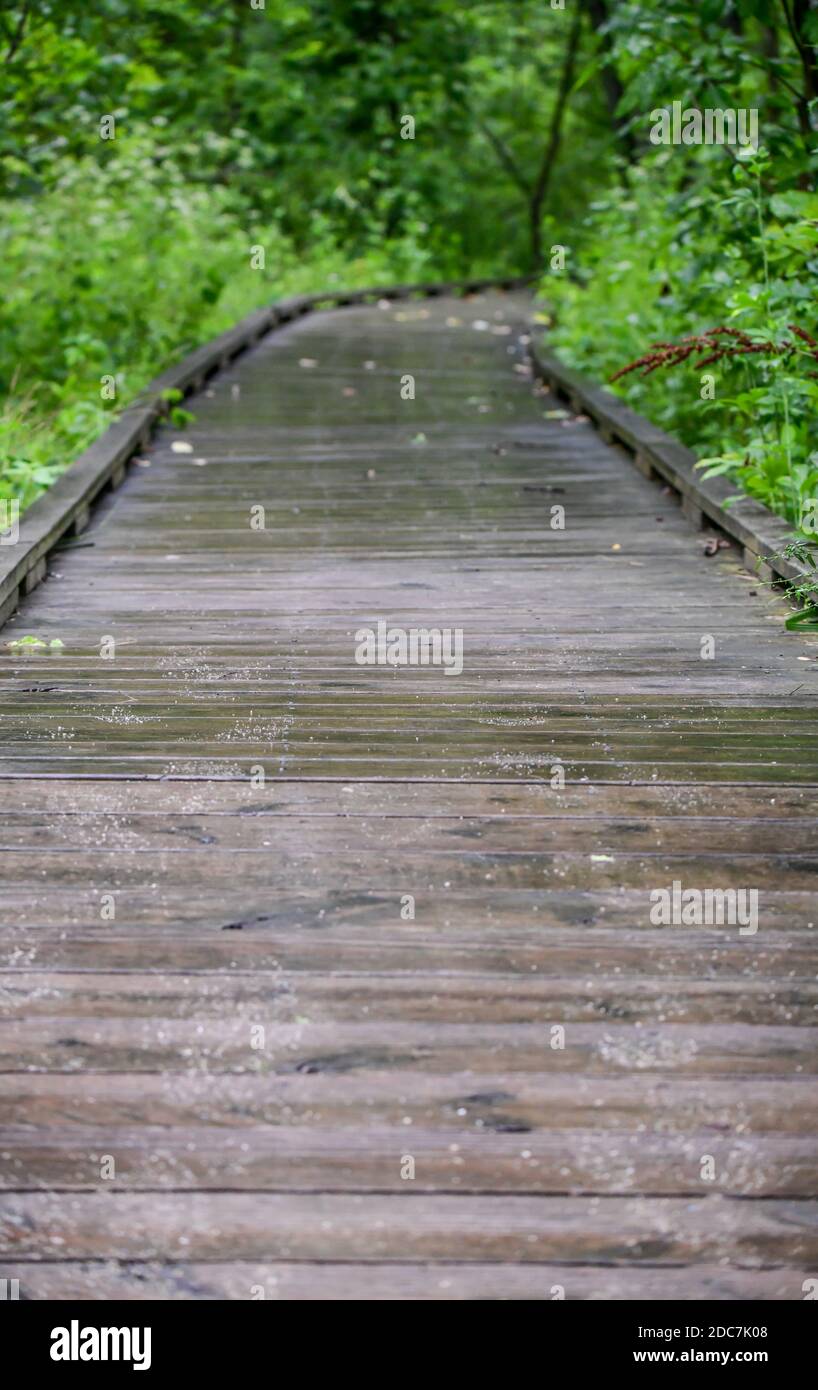 Empty wooden boardwalk hiking trail path through the forest preserve ...