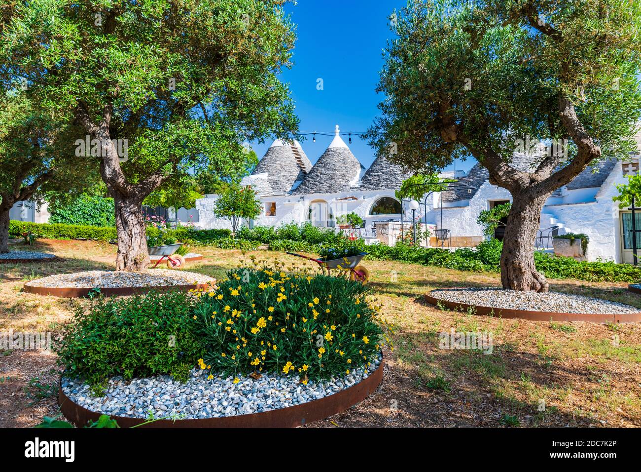 Olive trees and trulli of the Itria valley. Puglia Stock Photo - Alamy