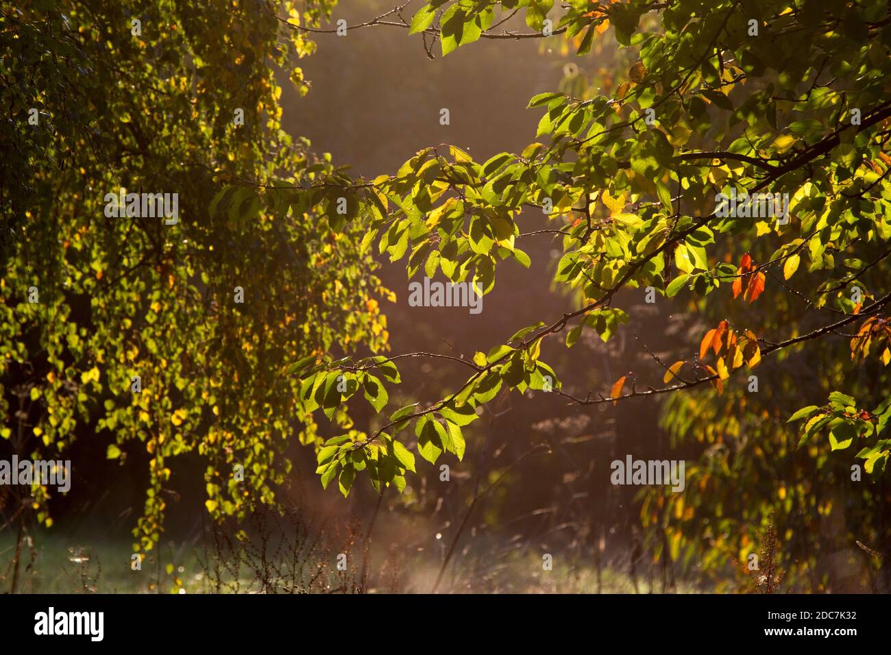 Early morning autumn sunshine back lighting trees in an English meadow ...