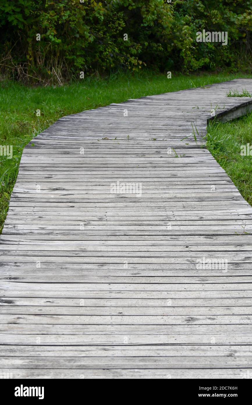 Empty wooden boardwalk hiking trail path through the forest preserve ...
