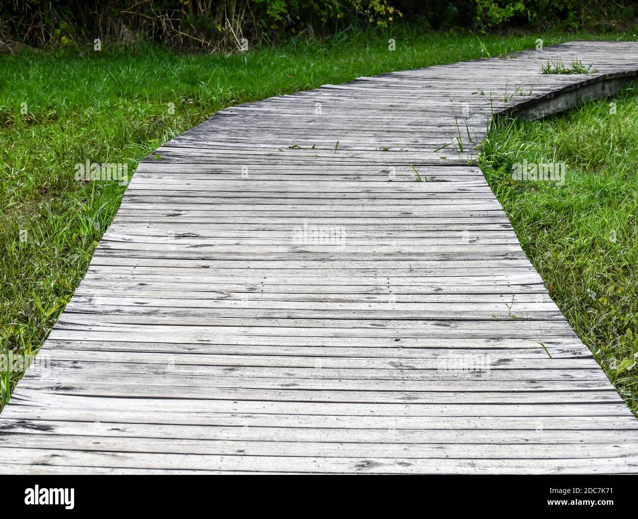 Empty wooden boardwalk hiking trail path through the forest preserve ...