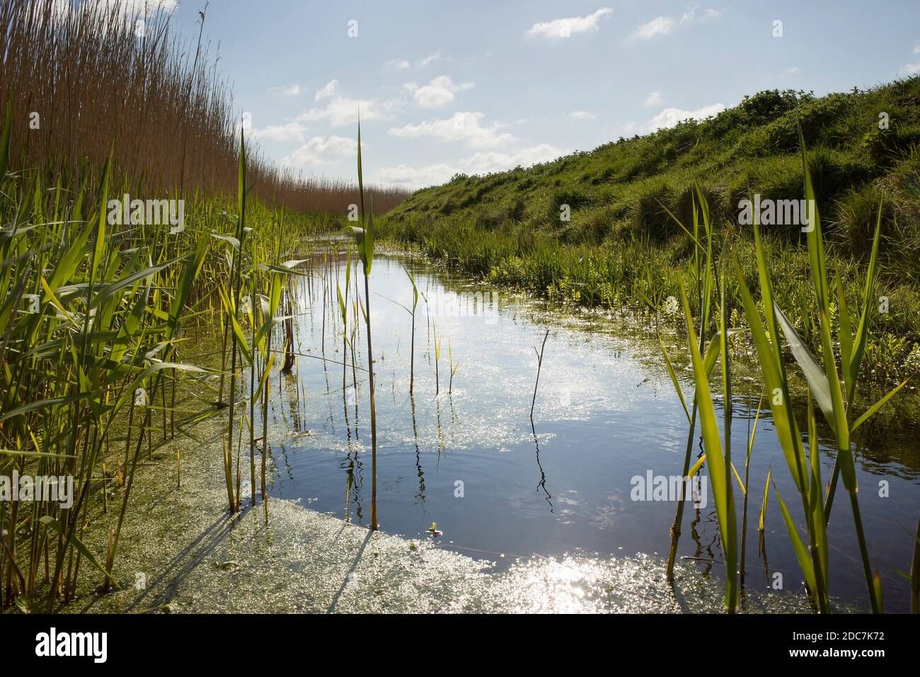Low level angle view of irrigation ditch or stream in Seasalter Kent ...