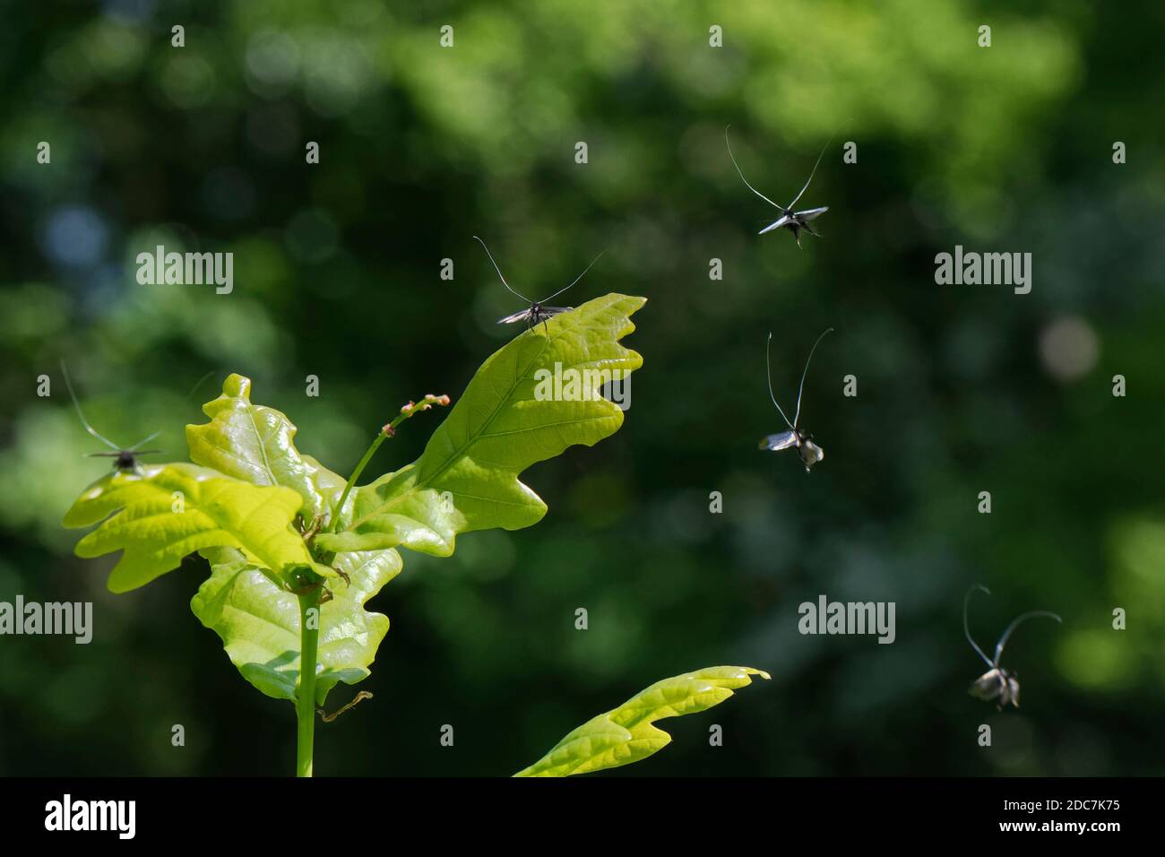 Day flying moths hi-res stock photography and images - Alamy