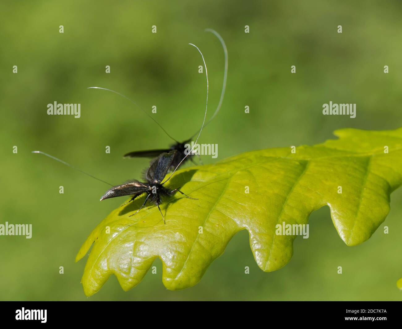 Day flying moths hi-res stock photography and images - Alamy