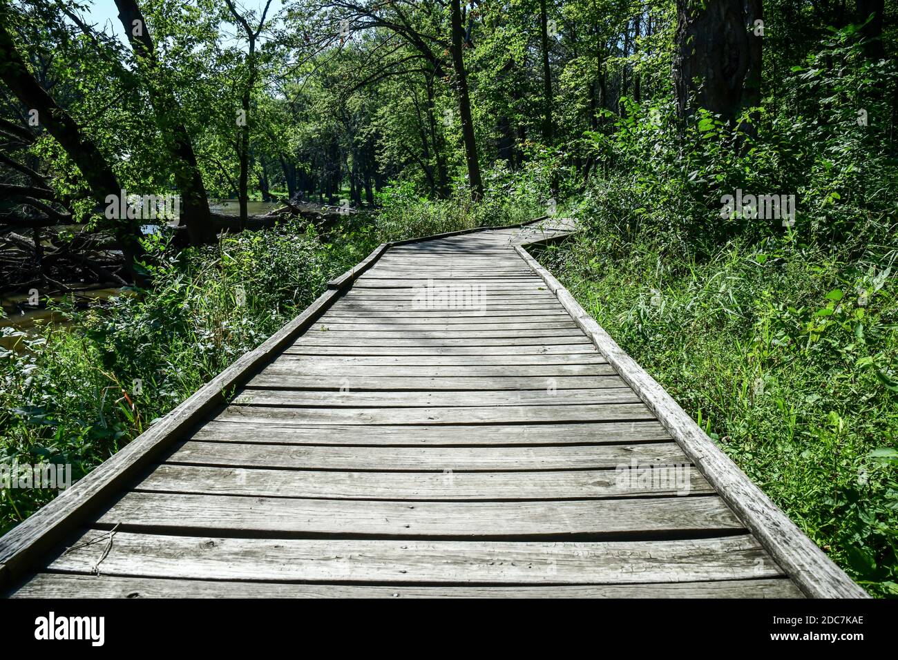 Empty wooden boardwalk hiking trail path through the forest preserve ...