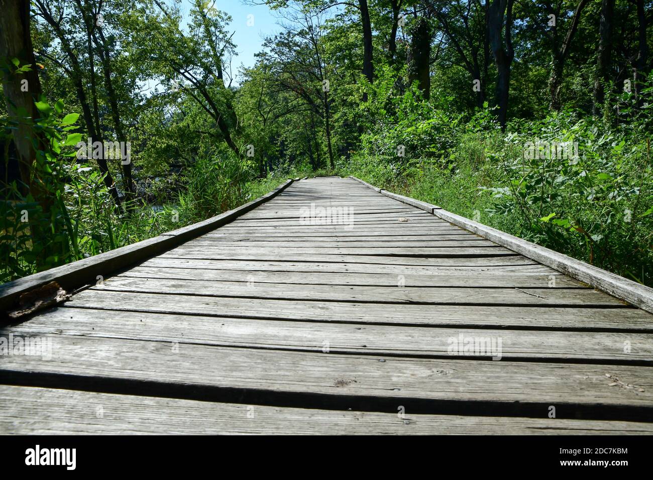 Empty wooden boardwalk hiking trail path through the forest preserve ...