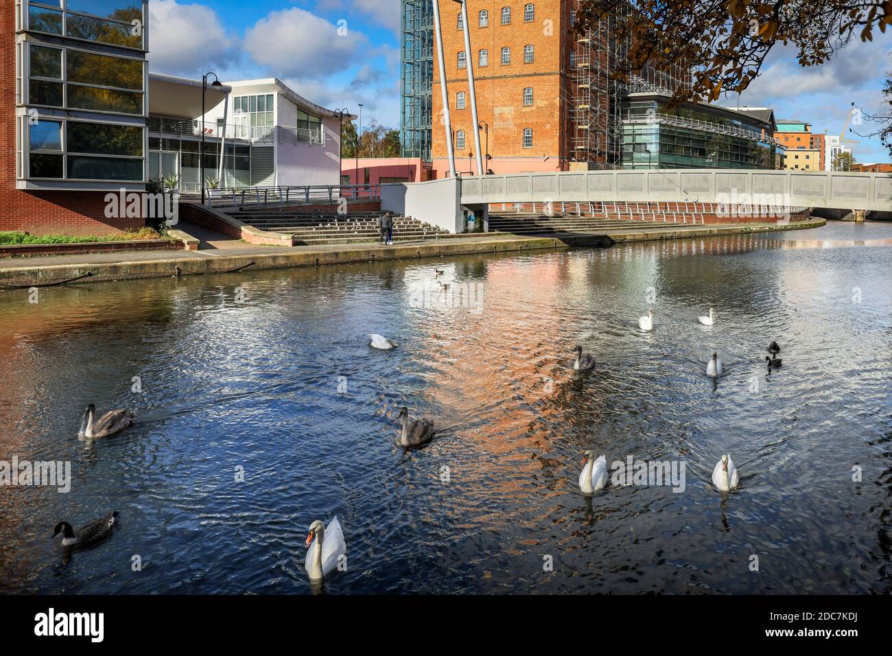Swans on the river Soar in Leicester, with the Castle Gardens ...