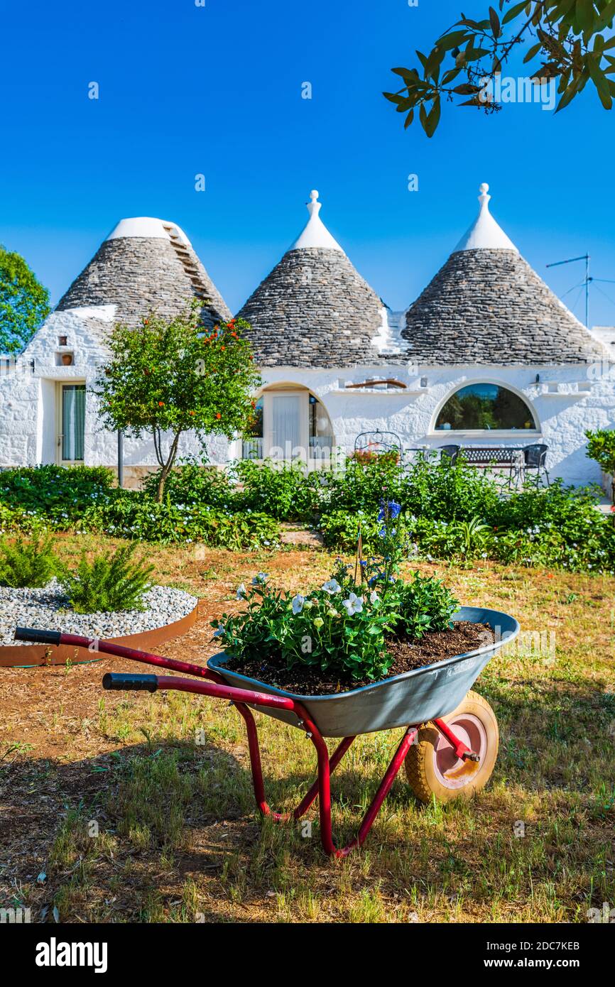 Olive trees and trulli of the Itria valley. Puglia Stock Photo - Alamy