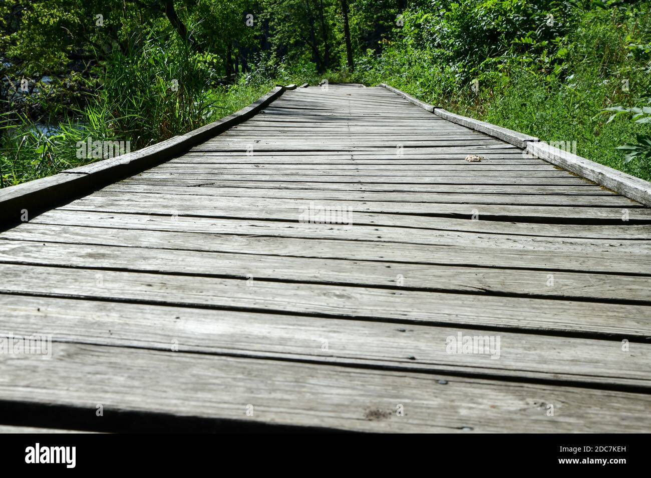 Empty wooden boardwalk hiking trail path through the forest preserve ...