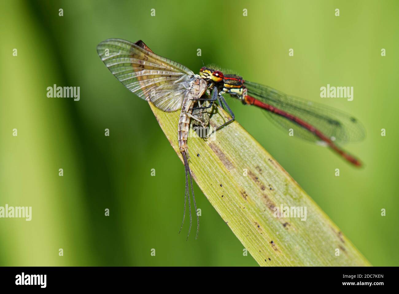 Mayfly head hi-res stock photography and images - Alamy