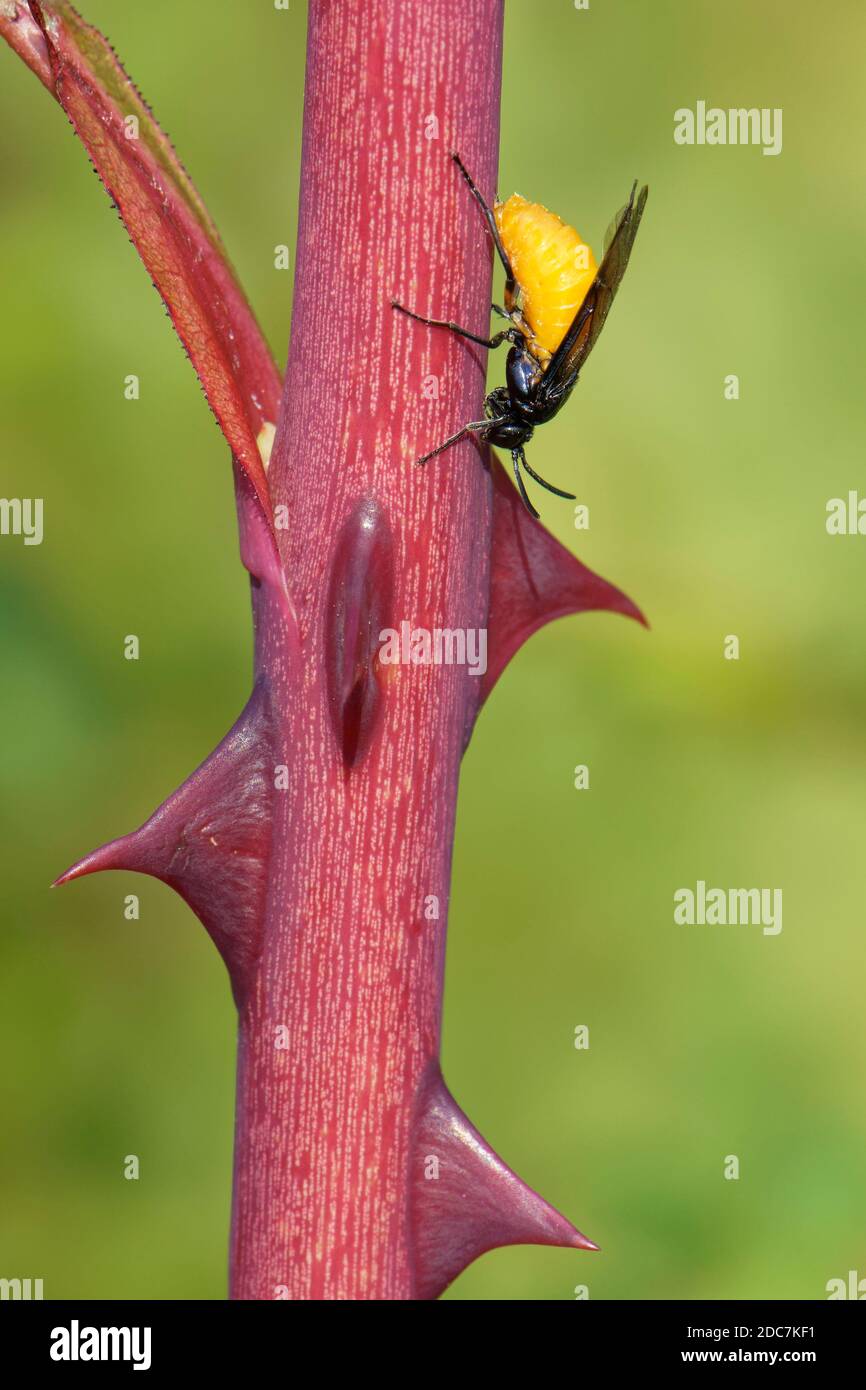 Sawfly ovipositor hi-res stock photography and images - Alamy