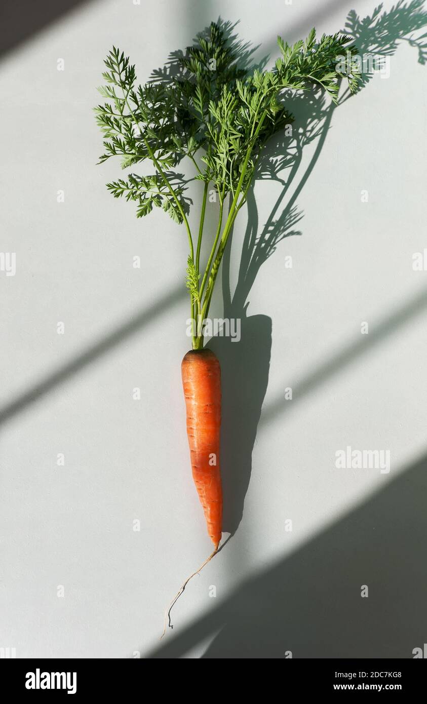 Carrot leaf carrot hi-res stock photography and images - Alamy