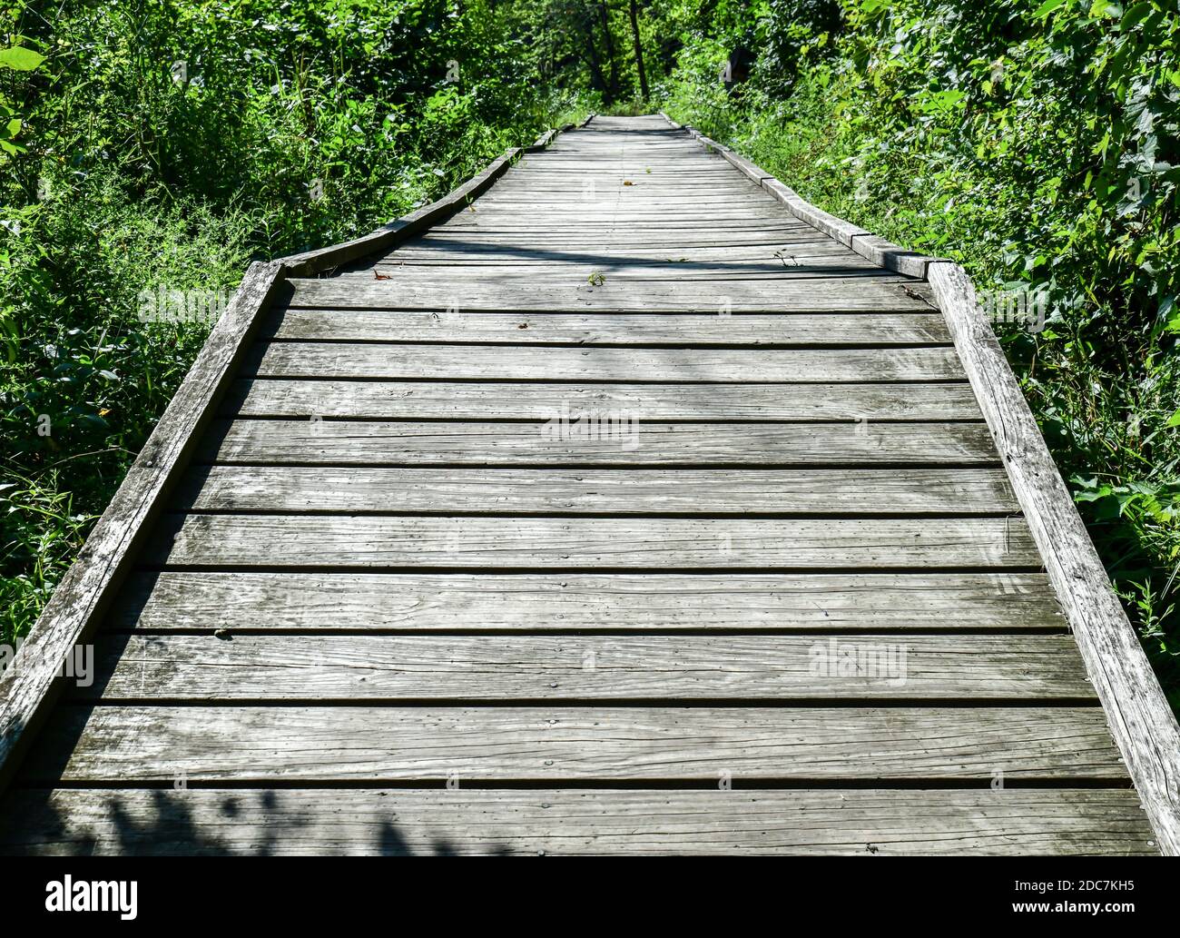 Empty wooden boardwalk hiking trail path through the forest preserve ...