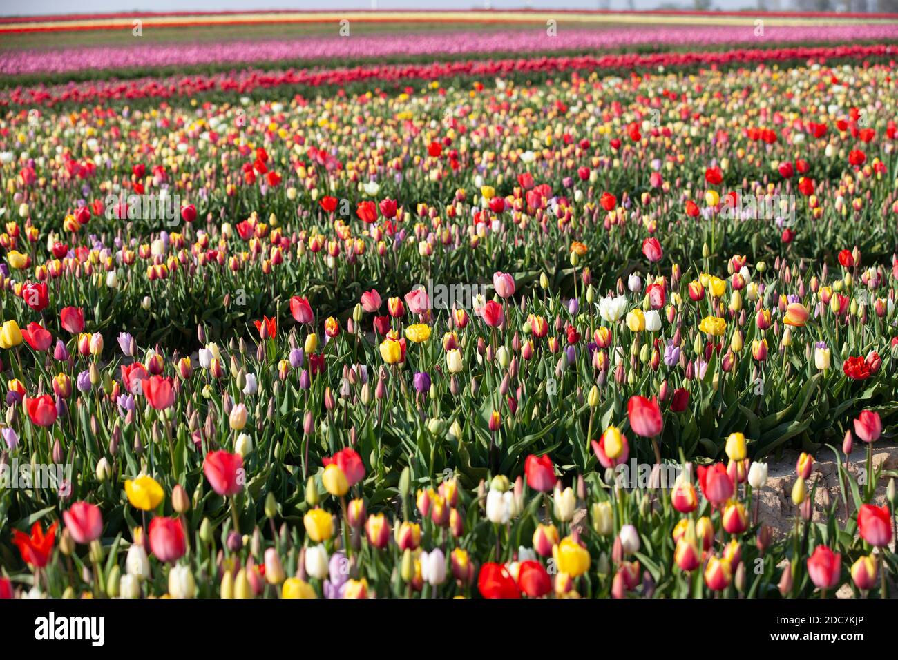 Tulpenfeld in Nordrhein Westfalen, Deutschland Stock Photo - Alamy