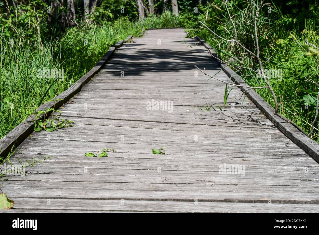 Empty wooden boardwalk hiking trail path through the forest preserve ...