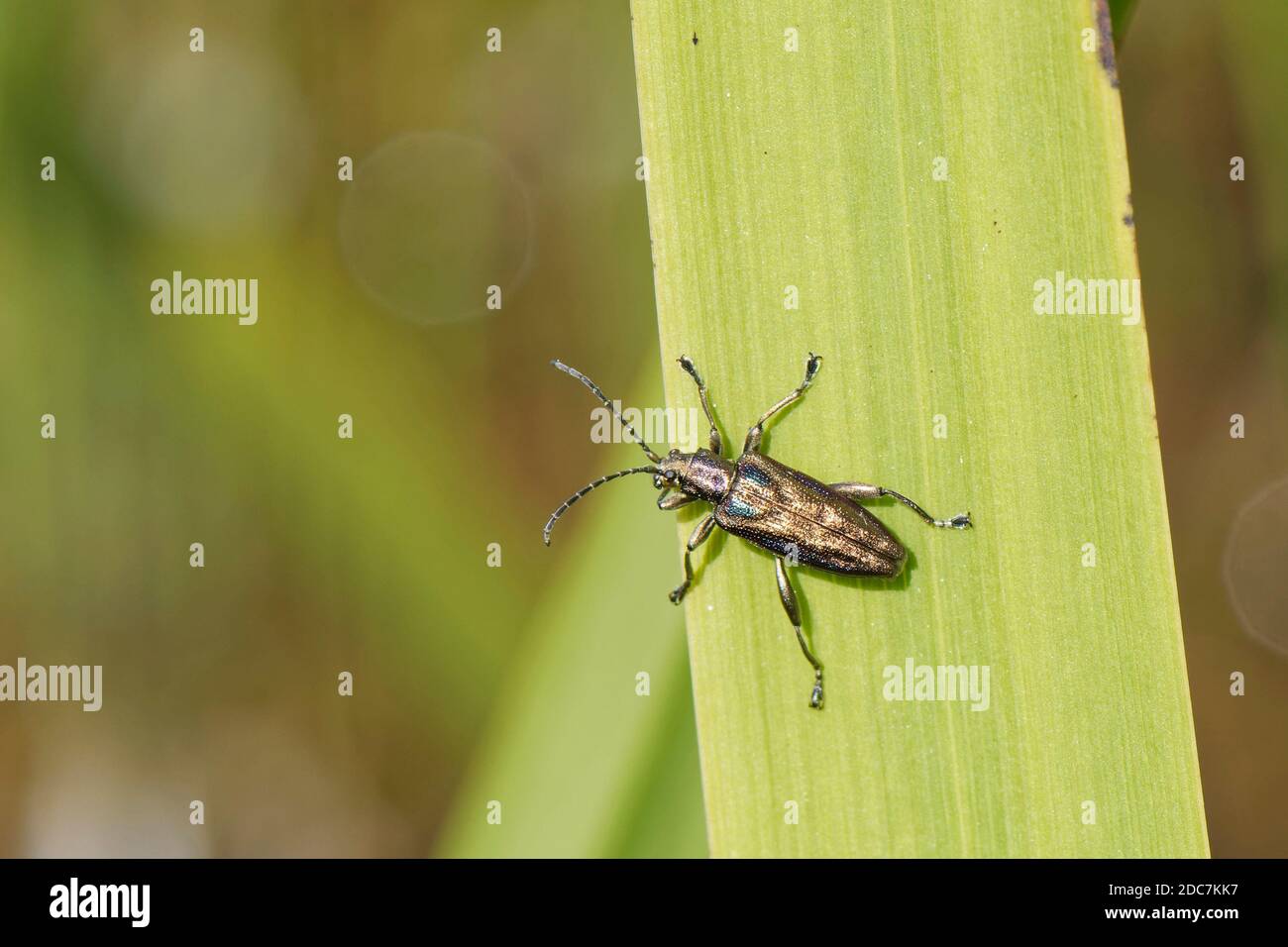 Reed leaf beetle hi-res stock photography and images - Alamy