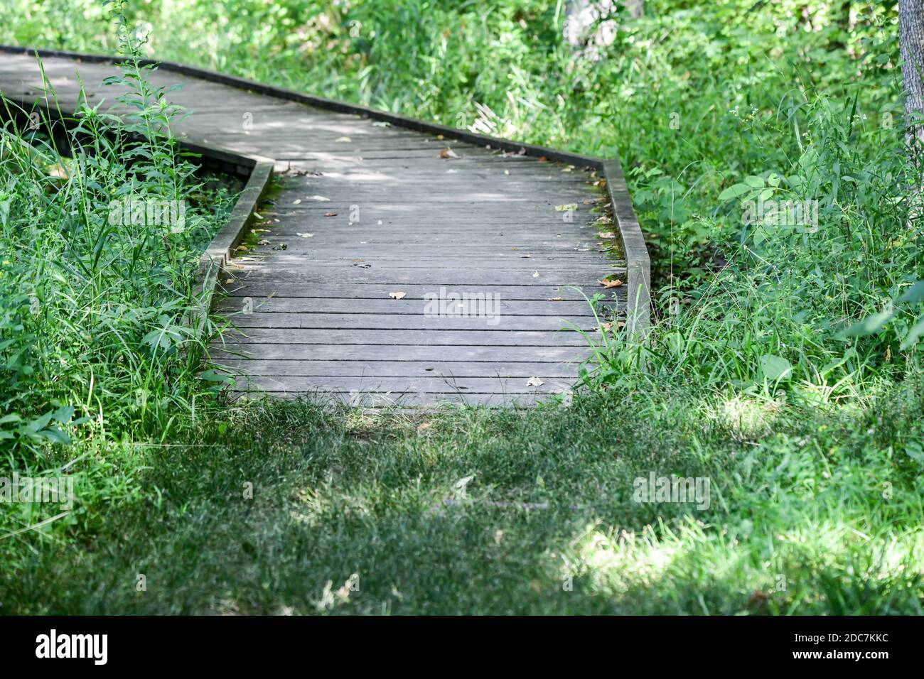 Empty wooden boardwalk hiking trail path through the forest preserve ...