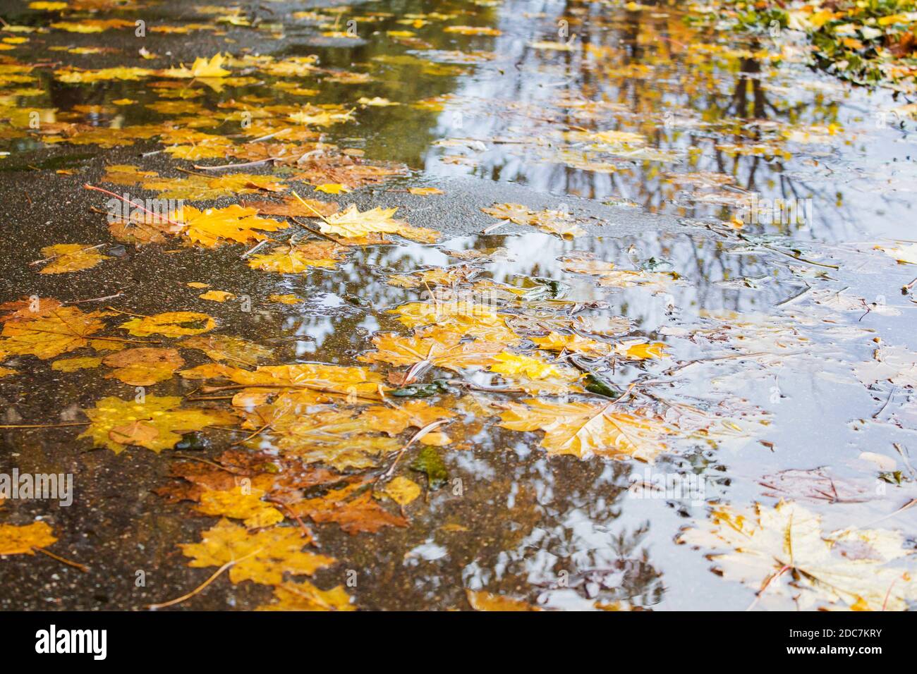 Leavescollection hi-res stock photography and images - Alamy