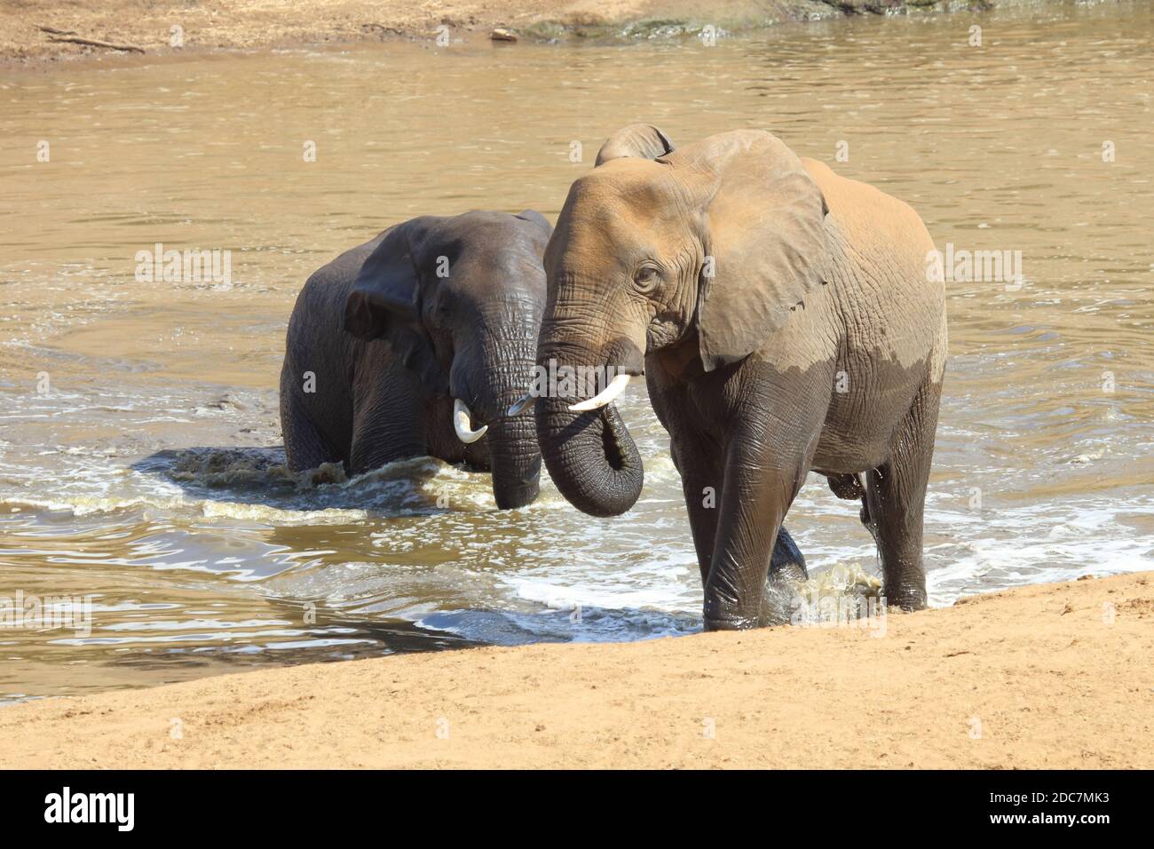 Mphongolo River High Resolution Stock Photography and Images - Alamy