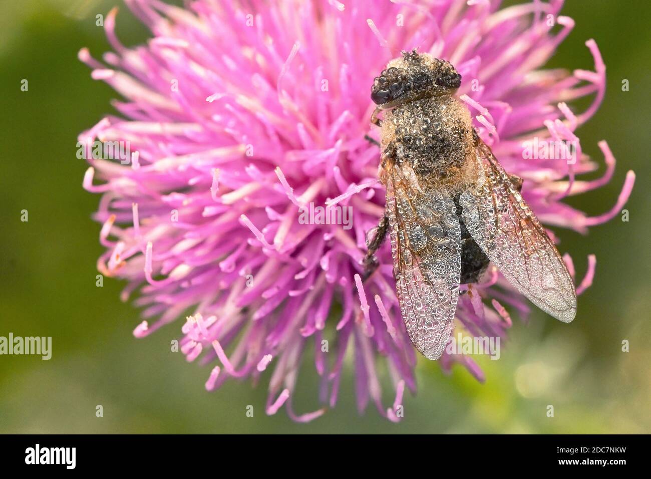 Frozen bee with drops in november time Stock Photo - Alamy