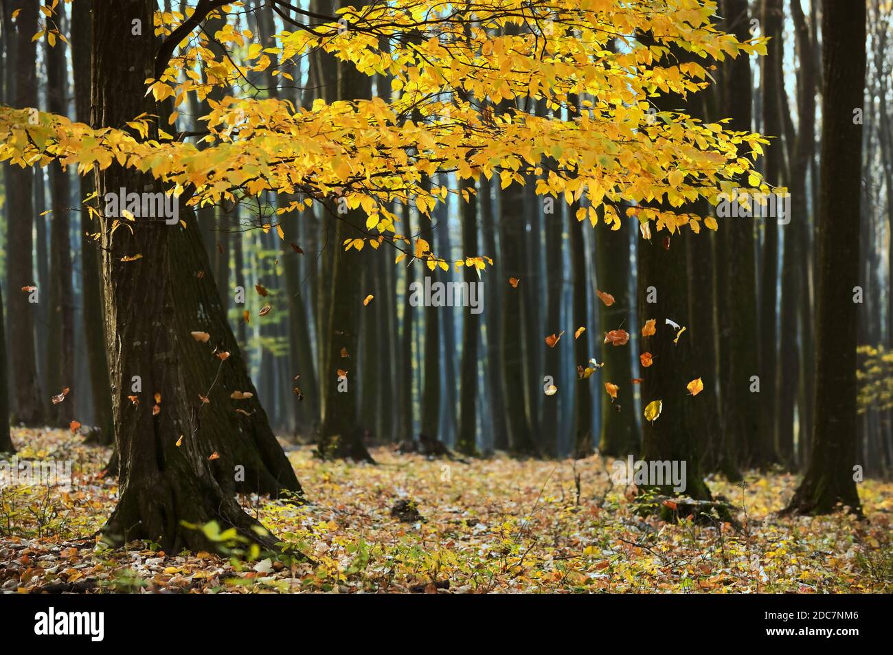 Autumn Falling Leaves in Forest in Romania Stock Photo - Alamy